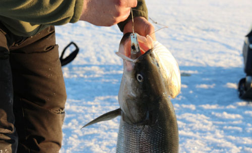 Sheefish Ice Fishing in Alaska | Arctic Wonder | Fish Alaska Magazine