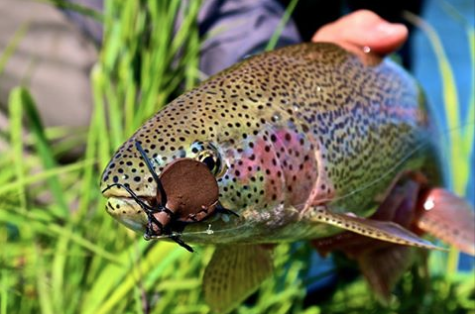 Alagnak River Fishing Report | Alaska Fishing Report | Fish Alaska Magazine