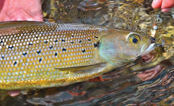 At Long Last, the Kanektok River - Fish Alaska Magazine