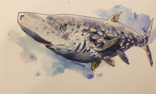 Iliamna Lake Monster - Fish Alaska Magazine