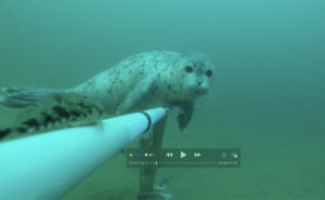 Iliamna Lake Monster - Fish Alaska Magazine