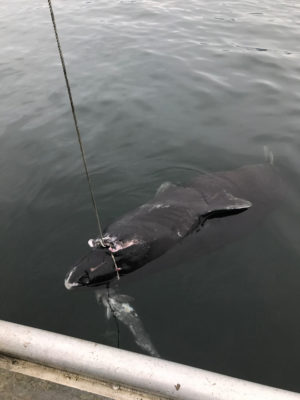 Iliamna Lake Monster - Fish Alaska Magazine