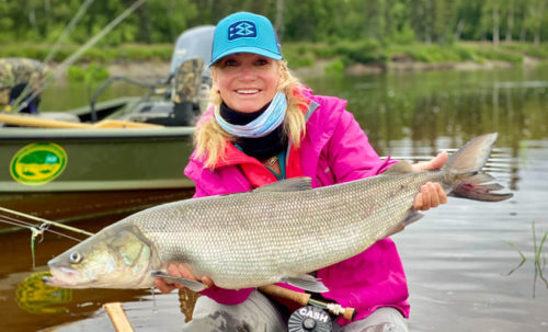 Sheefish at Alaskan Adventures - Fish Alaska Magazine