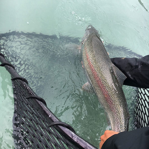 Handling Trout: Fish Care on the Kenai - Fish Alaska Magazine