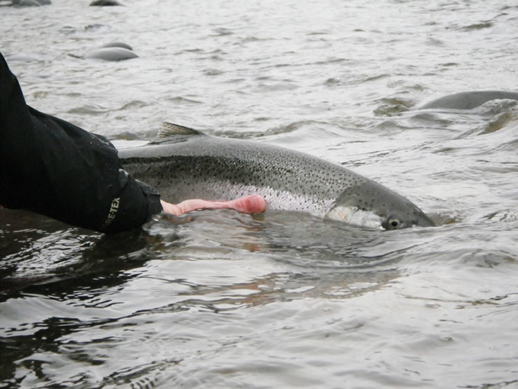 Kenai Peninsula Steelhead - Fish Alaska Magazine