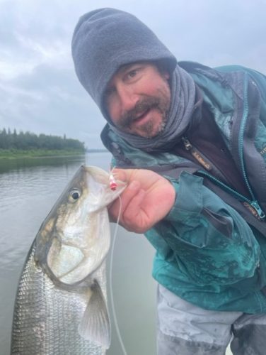 Alaska Sheefish- Fish Alaska Magazine