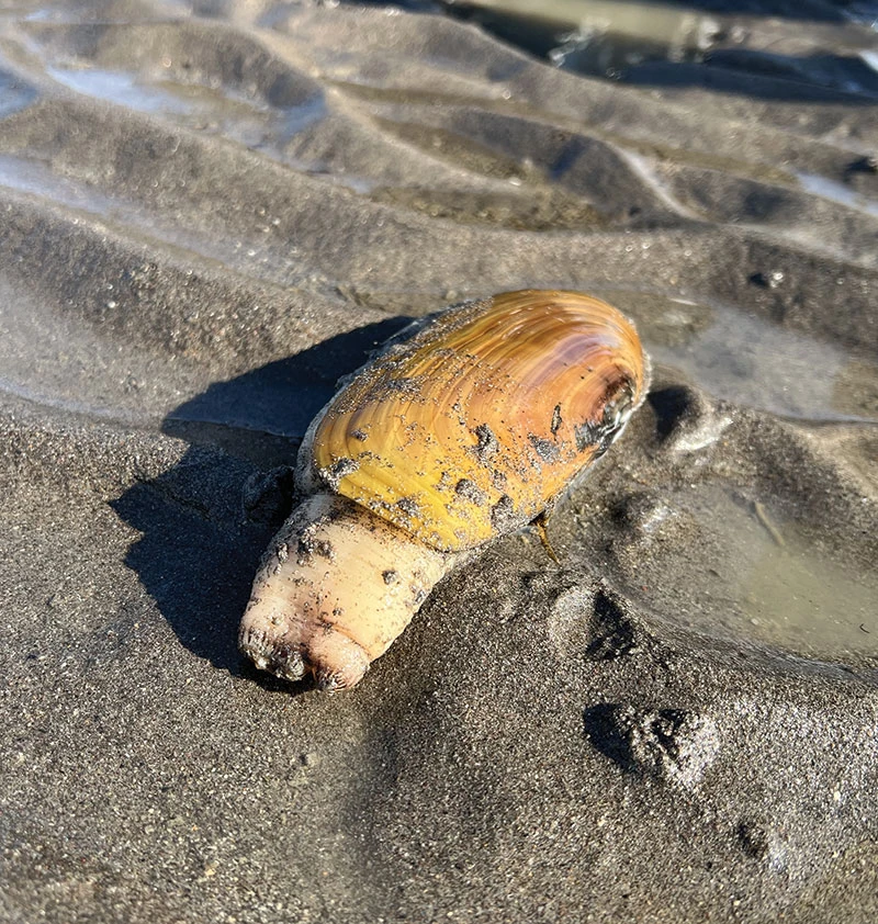 Don't Miss the Boat on Westside Cook Inlet Razor Clam