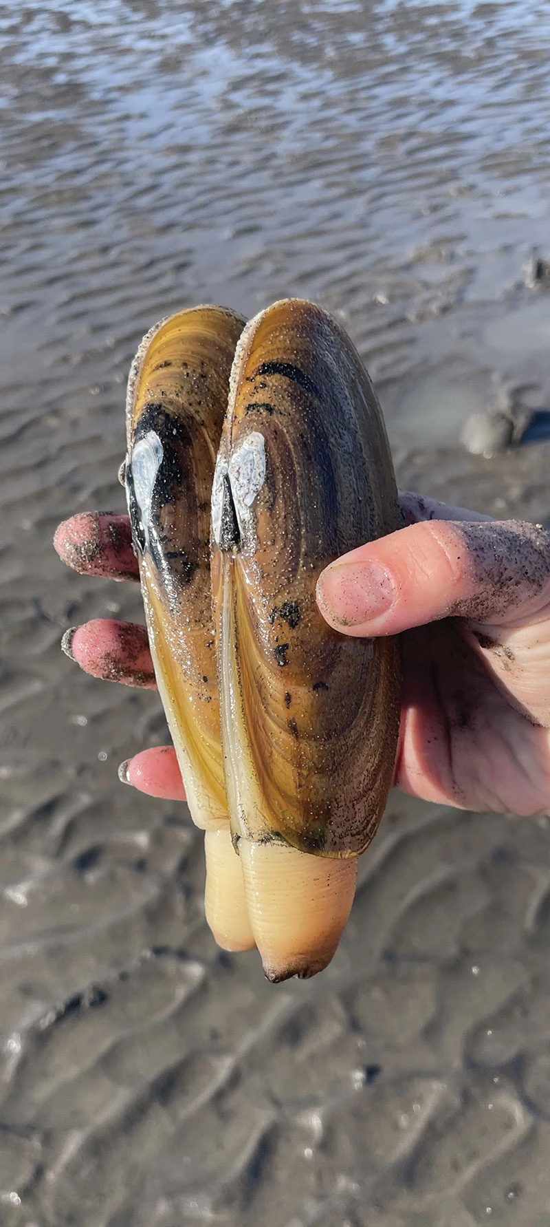 Don't Miss the Boat on Westside Cook Inlet Razor Clam