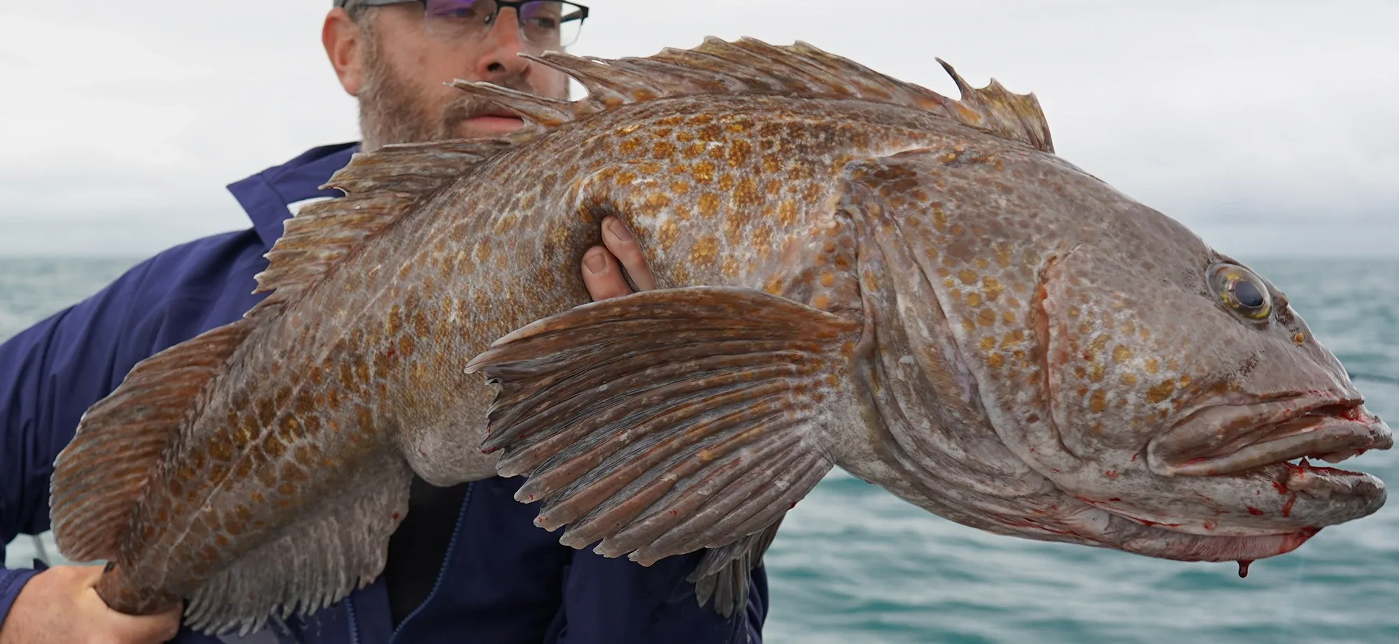 Alaska Lingcod - Fish Alaska Magazine